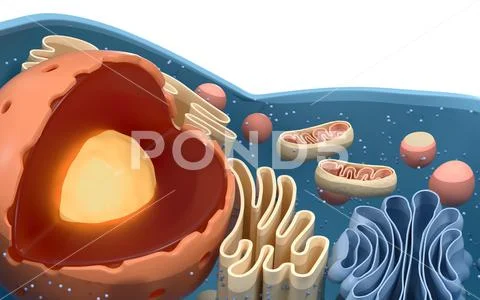 Internal structure of an animal cell, 3d rendering. Section view ...