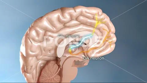 Internal structure of the brain neuron system Illustration #220568720