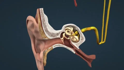 Ear Muscle Stock Footage ~ Royalty Free Stock Videos | Pond5