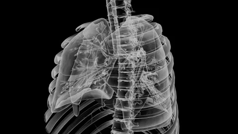 Internal structure of the lung, blood an... | Stock Video | Pond5