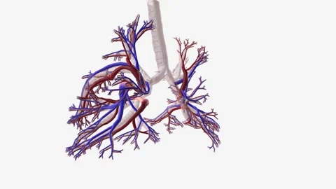 Internal structure of the lung, blood an... | Stock Video | Pond5