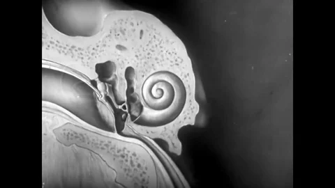 Internal Ear Stock Video Footage | Royalty Free Internal Ear Videos | Pond5