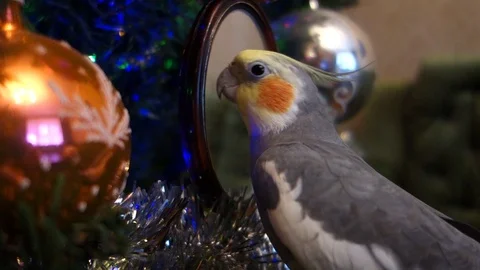Interview bird with a mirror on a Christ... | Stock Video | Pond5