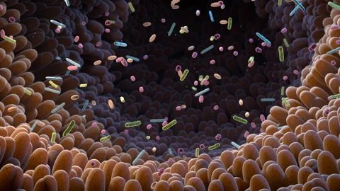 Intestinal bacteria. Microbiome | Stock Video | Pond5