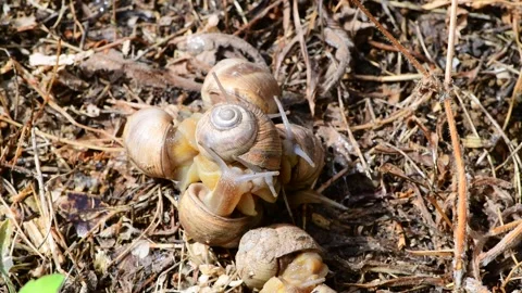 Intimate Garden Snail Mating Rituals in ... | Stock Video | Pond5