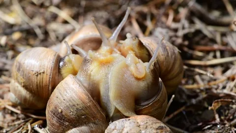 Intimate Garden Snail Mating Rituals in ... | Stock Video | Pond5