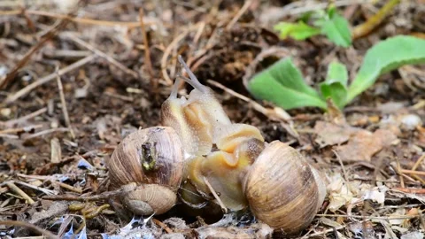 Intimate Garden Snail Mating Rituals in ... | Stock Video | Pond5