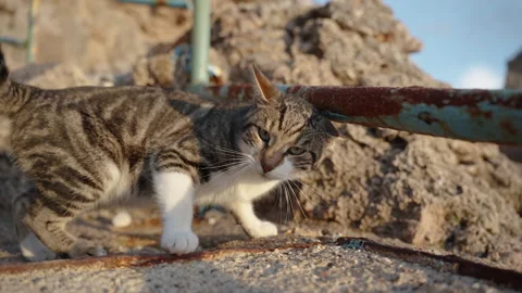 Furry Head 3D Stock Videos – Royalty-Free HD & 4K Videos