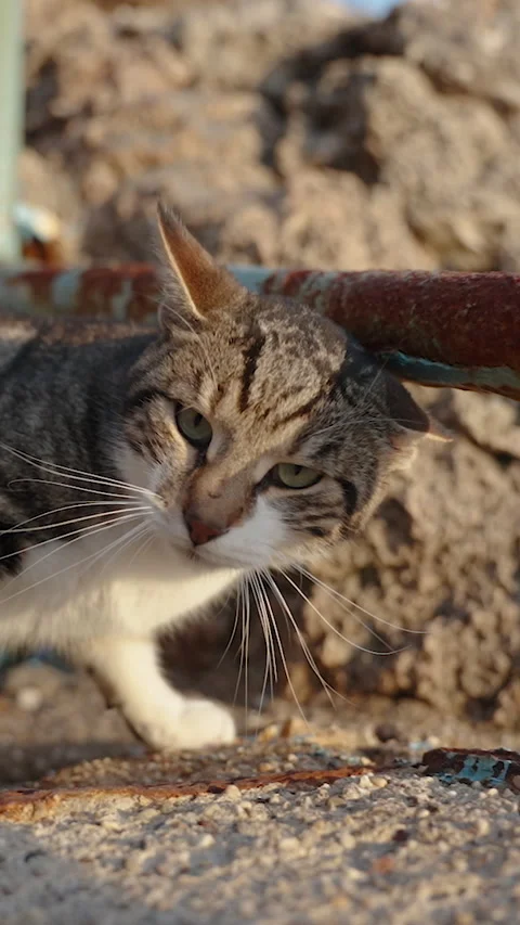 Follow Tap N Stock Videos – Royalty-Free HD & 4K Videos