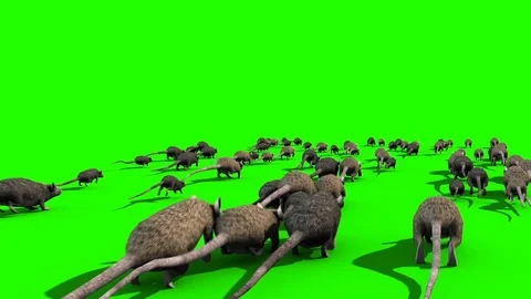 Sniff On Stock Videos – Royalty-Free HD & 4K Videos