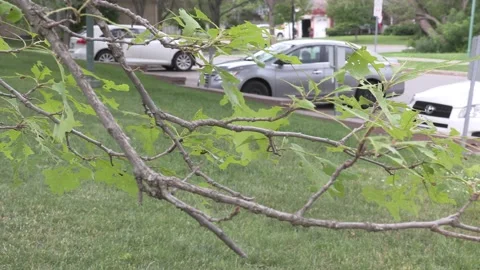 Invasive Gypsy moth caterpillar pest inf... | Stock Video | Pond5