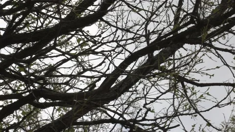 Invasive Gypsy moth caterpillar pest inf... | Stock Video | Pond5