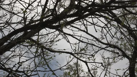 Invasive Gypsy moth caterpillar pest inf... | Stock Video | Pond5