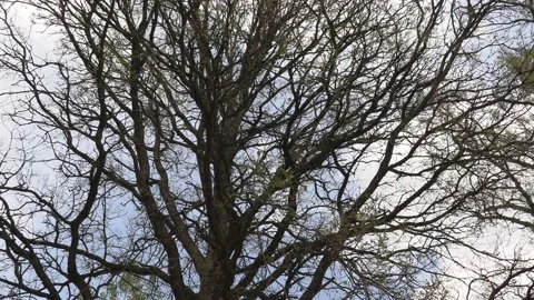 Invasive Gypsy moth caterpillar pest inf... | Stock Video | Pond5