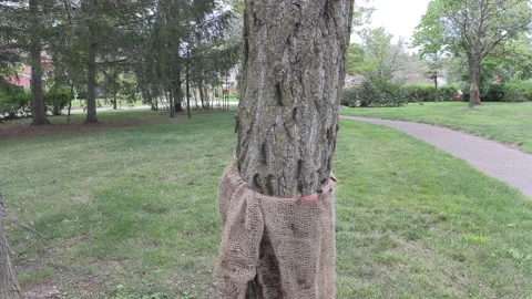 Invasive Gypsy moth caterpillar pest inf... | Stock Video | Pond5