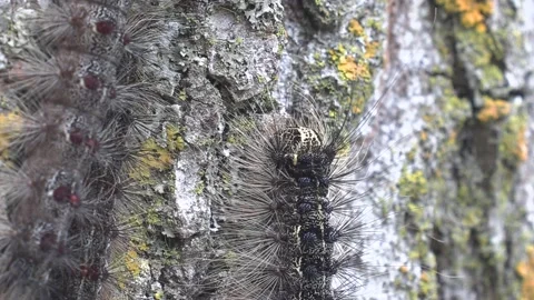 Invasive Gypsy moth caterpillar pest inf... | Stock Video | Pond5