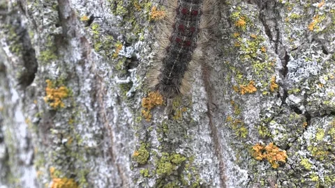 Invasive Gypsy moth caterpillar pest inf... | Stock Video | Pond5