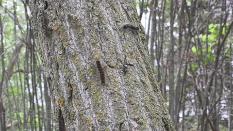 Invasive Gypsy moth caterpillar pest inf... | Stock Video | Pond5