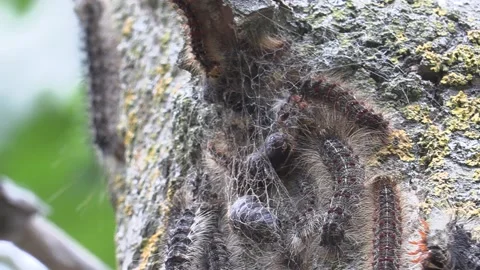 Invasive Gypsy moth caterpillar pest inf... | Stock Video | Pond5