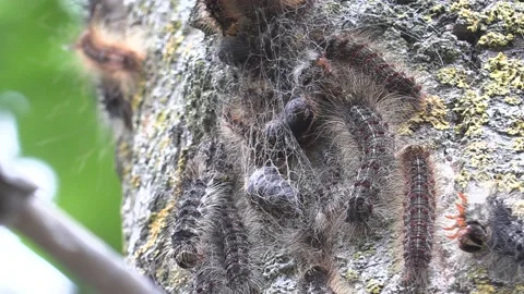 Invasive Gypsy moth caterpillar pest inf... | Stock Video | Pond5