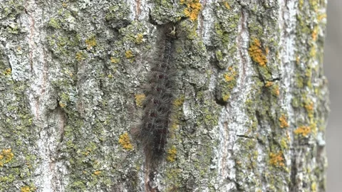 Invasive Gypsy moth caterpillar pest inf... | Stock Video | Pond5