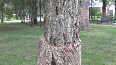 Invasive Gypsy moth caterpillar pest inf... | Stock Video | Pond5