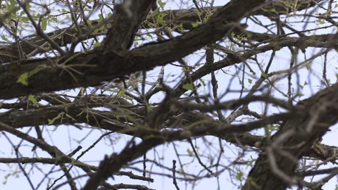 Invasive Gypsy moth caterpillar pest inf... | Stock Video | Pond5