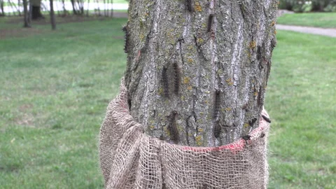 Invasive Gypsy moth caterpillar pest inf... | Stock Video | Pond5