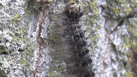 Invasive Gypsy moth caterpillar pest inf... | Stock Video | Pond5