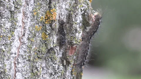 Invasive Gypsy moth caterpillar pest inf... | Stock Video | Pond5