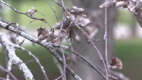 Invasive Gypsy moth caterpillar pest inf... | Stock Video | Pond5