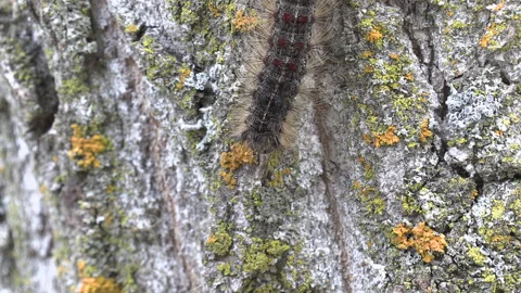 Invasive Gypsy moth caterpillar pest inf... | Stock Video | Pond5