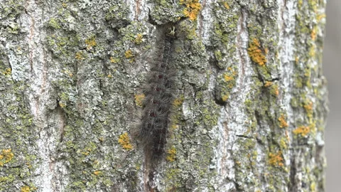Invasive Gypsy moth caterpillar pest inf... | Stock Video | Pond5