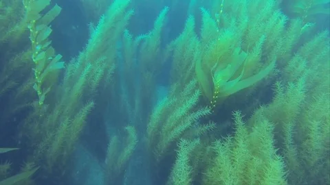 Invasive Sargassum Seaweed | Stock Video | Pond5