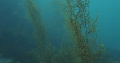 Invasive sargassum seaweed on perimeter ... | Stock Video | Pond5