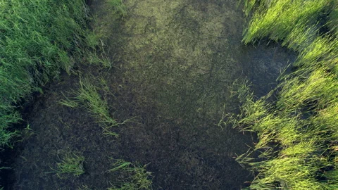 Invasive wetland plants mostly Hydrilla ... | Stock Video | Pond5
