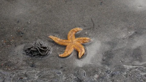 Inverted Starfish In The Sea, Moving Leg... | Stock Video | Pond5