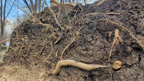 Inverted tree roots with earth after a h... | Stock Video | Pond5