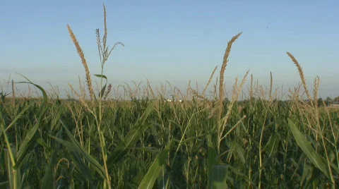 Iowa Corn Field Blowing in wind # 2 | Stock Video | Pond5