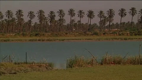 Iraq produces date palm trees in lab | Stock Video | Pond5