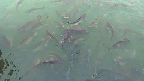 Iridescent Water Stock Videos – Royalty-Free HD & 4K Videos | Pond5