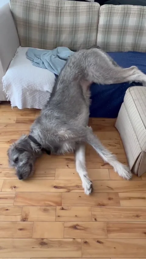 Irish Wolfhound Slides Off Couch, Canada... | Stock Video | Pond5