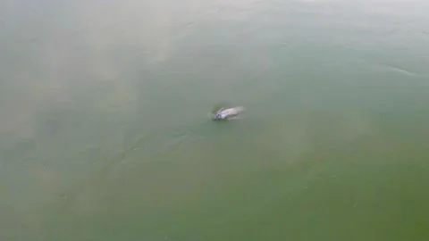 Irrawaddy dolphin in the Mekong river su... | Stock Video | Pond5