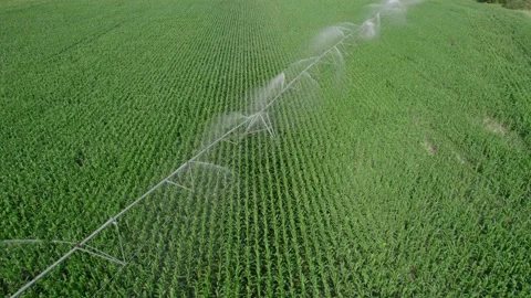 Irrigation of semi-cultivated crops. Cor... | Stock Video | Pond5