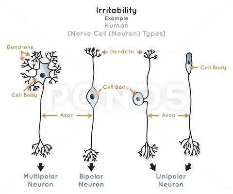 Irritability in Human Infographic Diagram nerve cell types for biology ...
