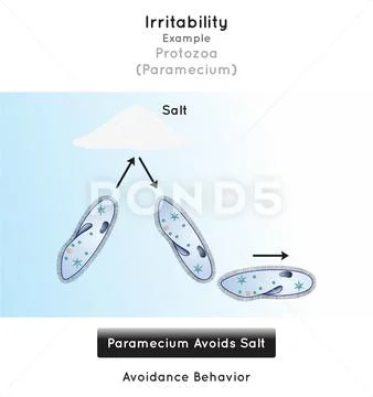 Irritability in Protozoa Infographic Diagram paramecium avoidance ...