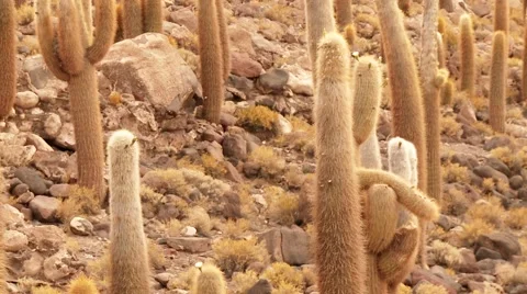 Isla del Pescado, Bolivia, Salt flat Sal... | Stock Video | Pond5
