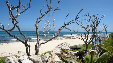 Tree Mujeres Stock Videos – Royalty-Free HD & 4K Videos | Pond5