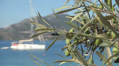Island view with olive tree and a boat ... | Stock Video | Pond5