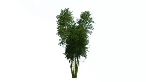 Isolated Bamboo tree on the wind, White ... | Stock Video | Pond5